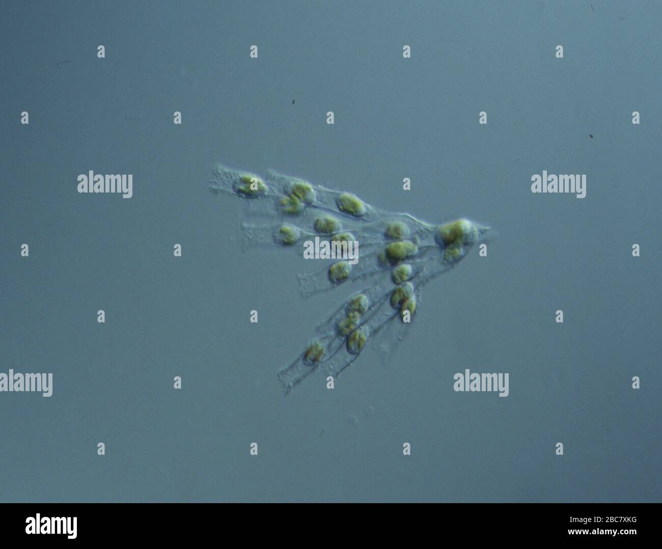 Green algae at high magnification under the microscope Stock Photo - Alamy