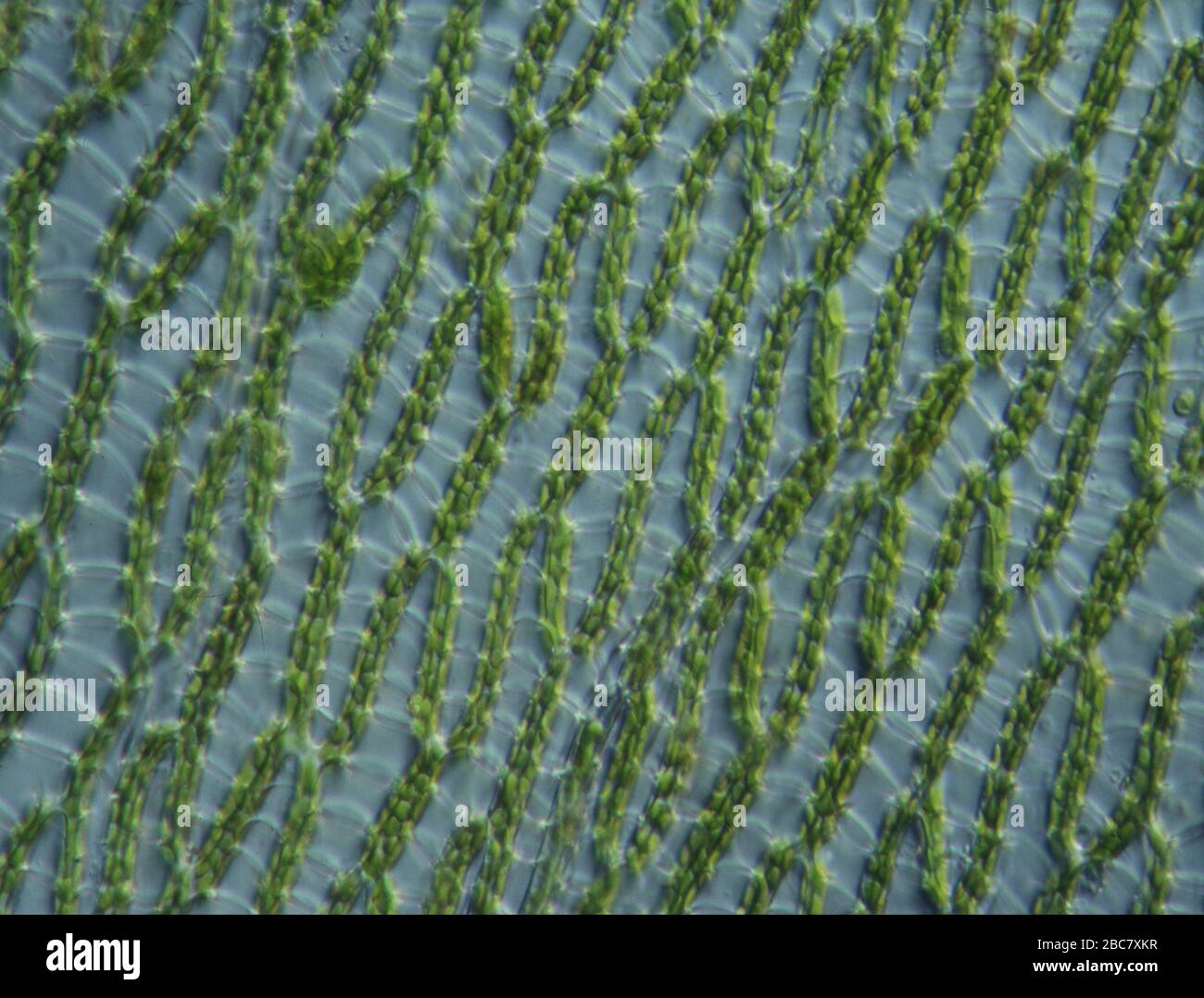 Green algae at high magnification under the microscope Stock Photo - Alamy