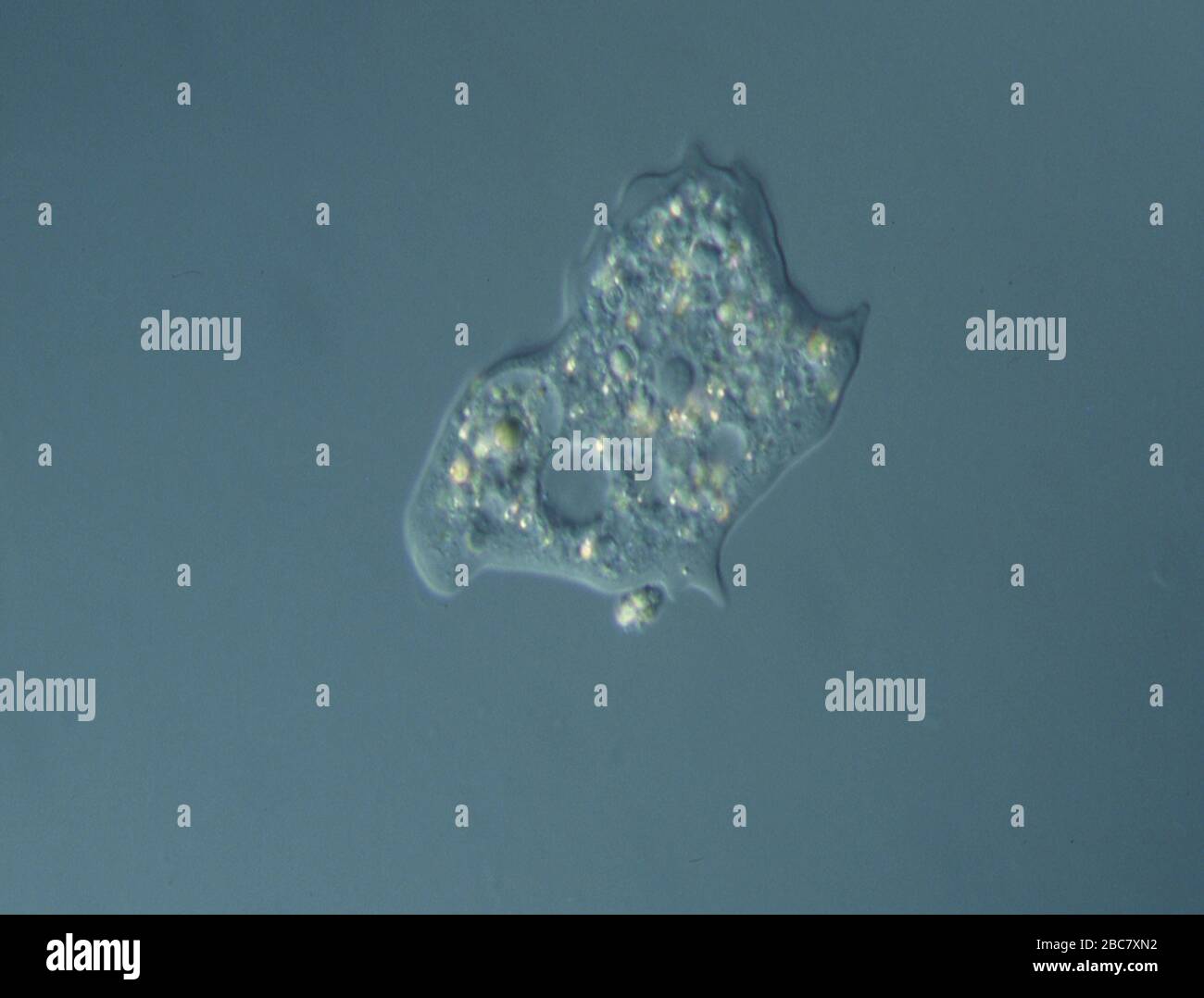 Bacteria microscope pond water hi-res stock photography and images - Alamy