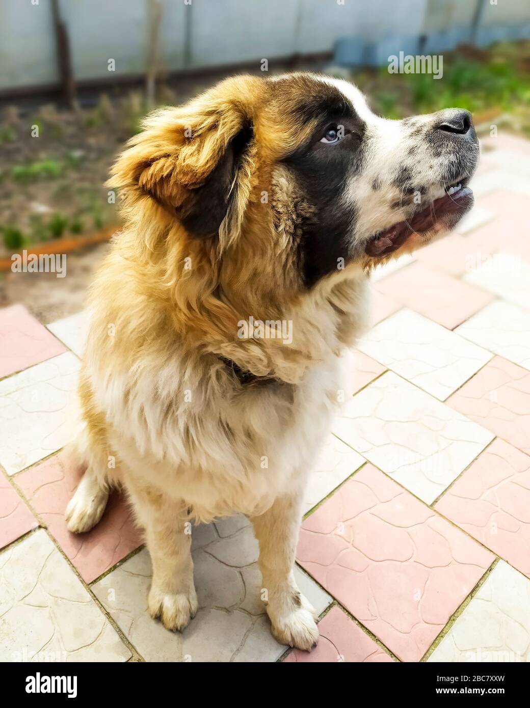 Soviet dog breed hi-res stock photography and images - Alamy