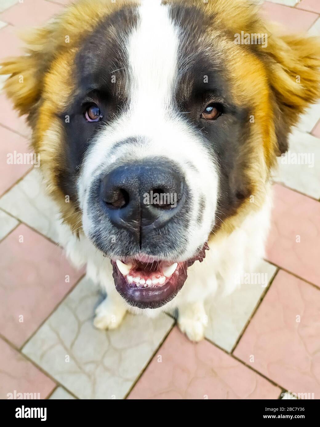 Soviet dog breed hi-res stock photography and images - Alamy