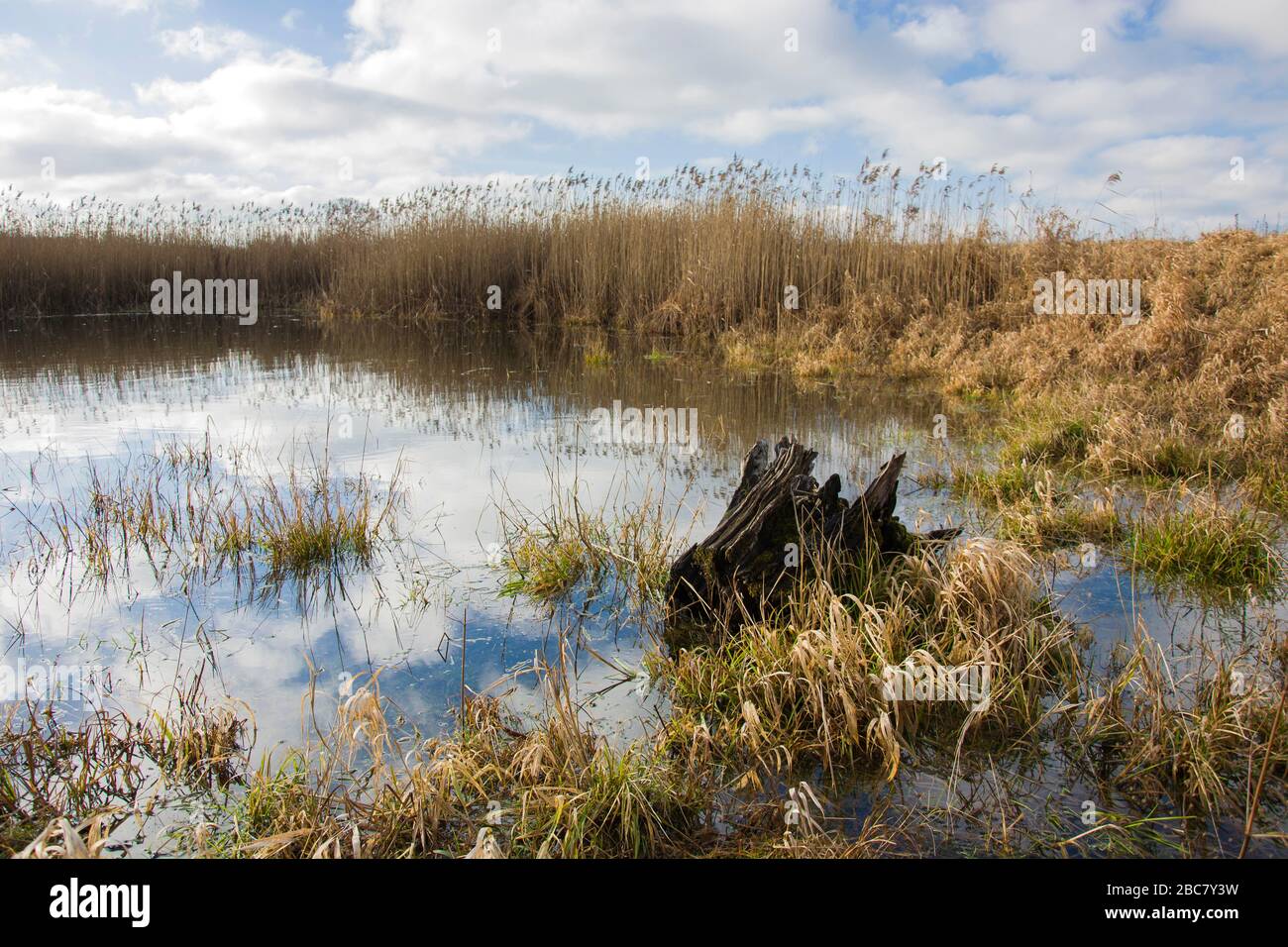 Old tree root lying in the water, white clouds on a blue sky Stock ...