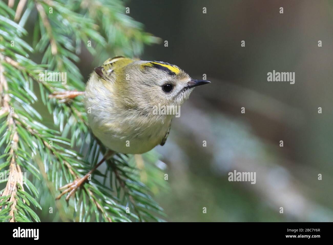 Summer goldcrest hi-res stock photography and images - Alamy