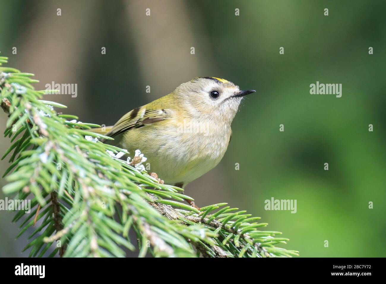 Summer goldcrest hi-res stock photography and images - Alamy