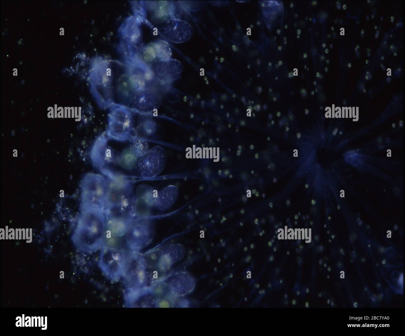 Ciliates and amoebas in drops of water under the microscope Stock Photo ...