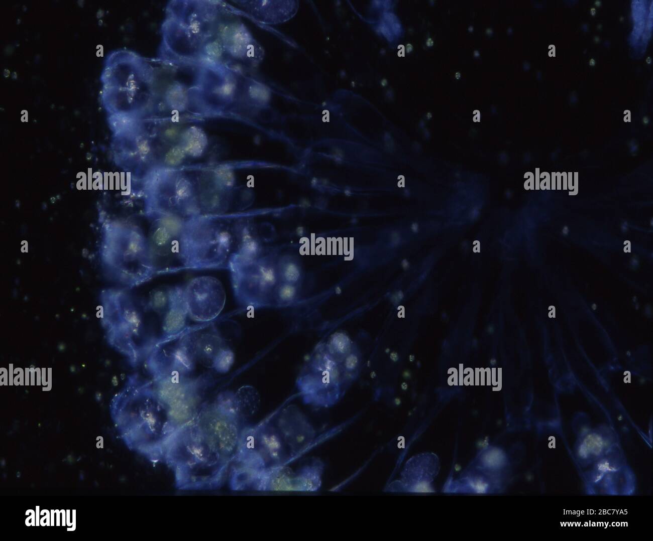 Ciliates and amoebas in drops of water under the microscope Stock Photo ...