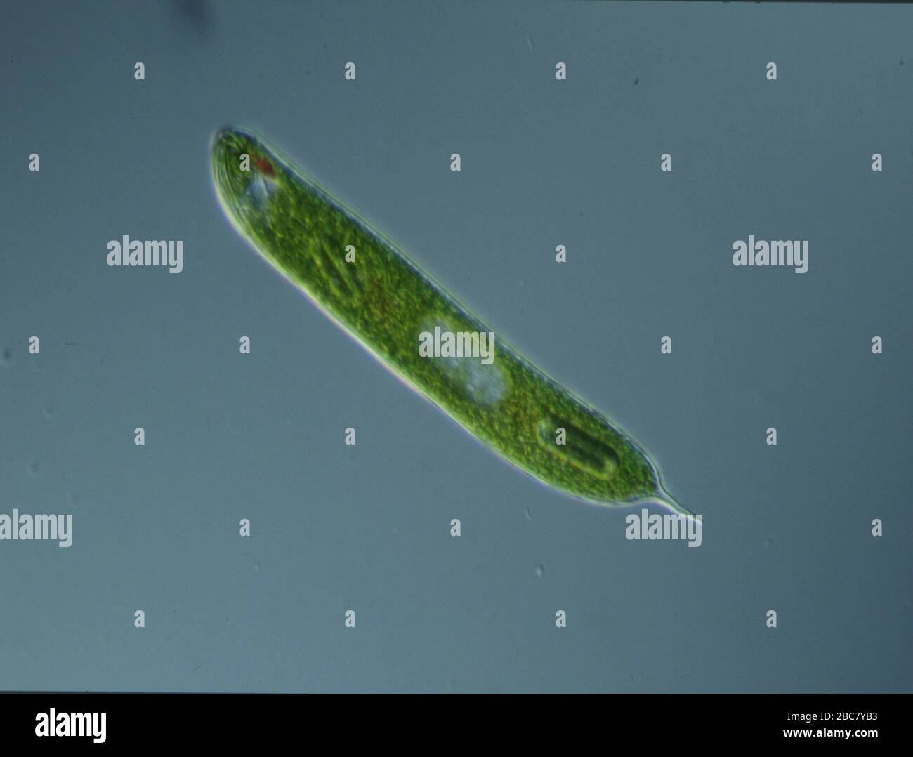 Green algae at high magnification under the microscope Stock Photo - Alamy