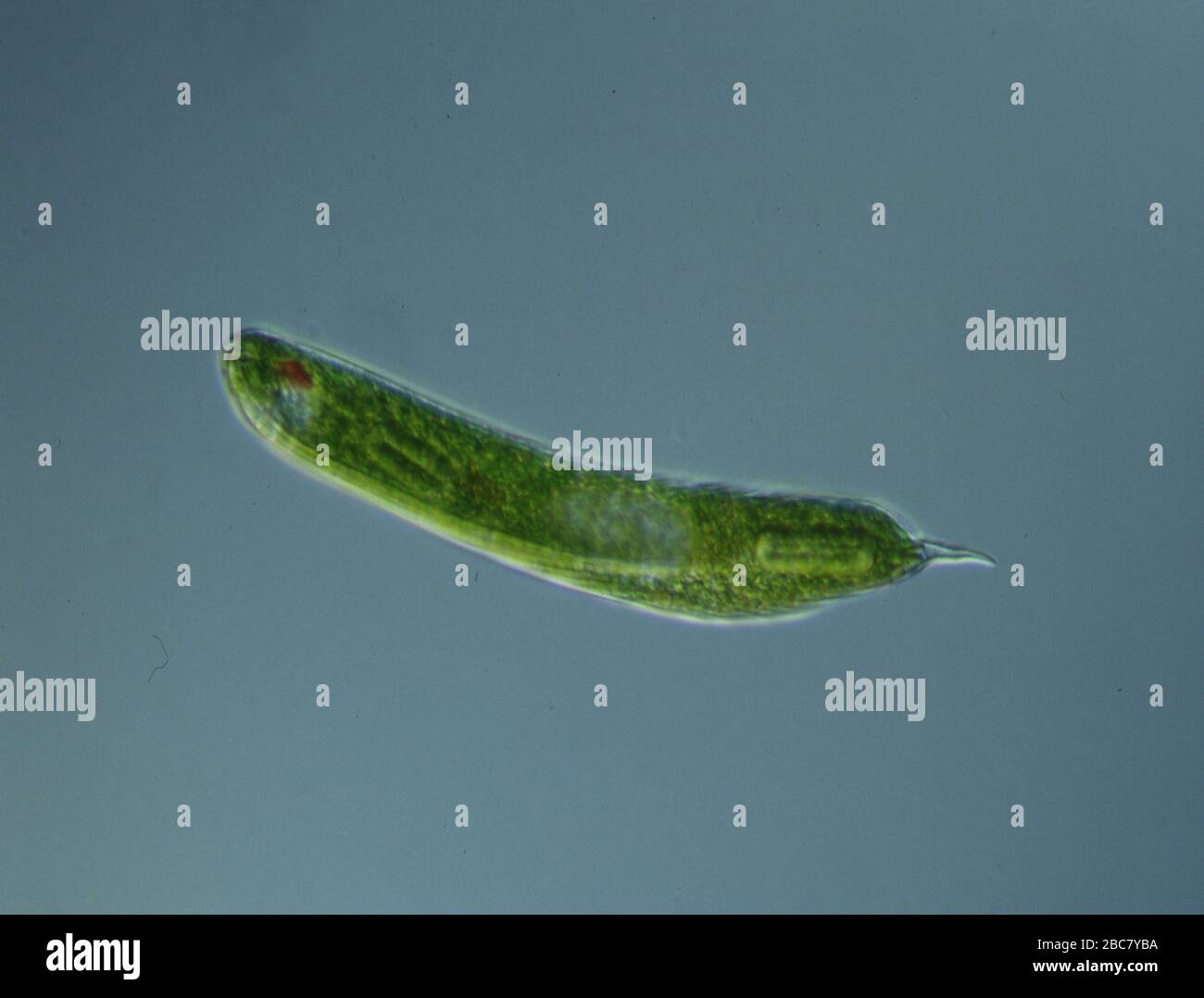 Green algae at high magnification under the microscope Stock Photo - Alamy