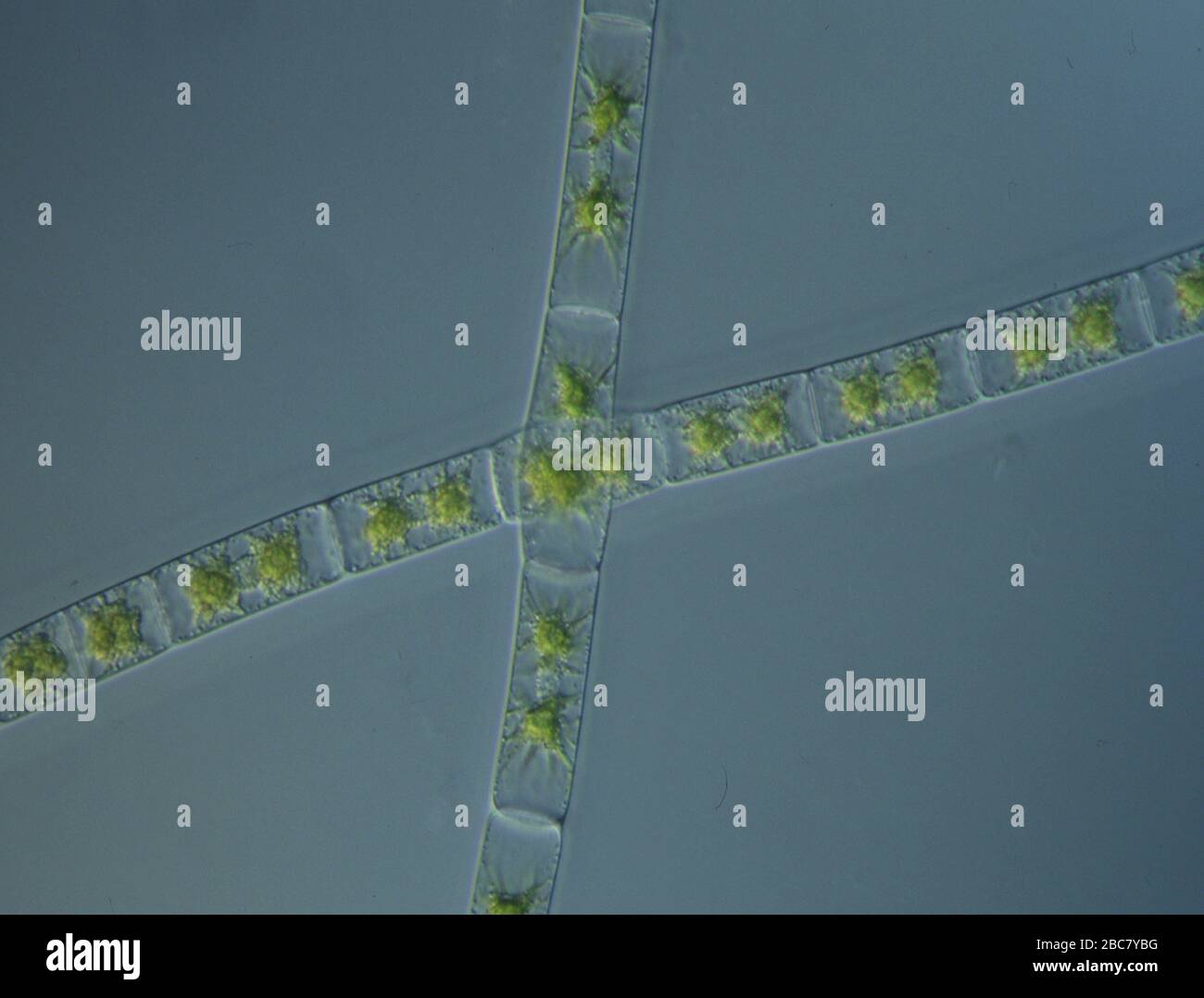 Green algae at high magnification under the microscope Stock Photo - Alamy