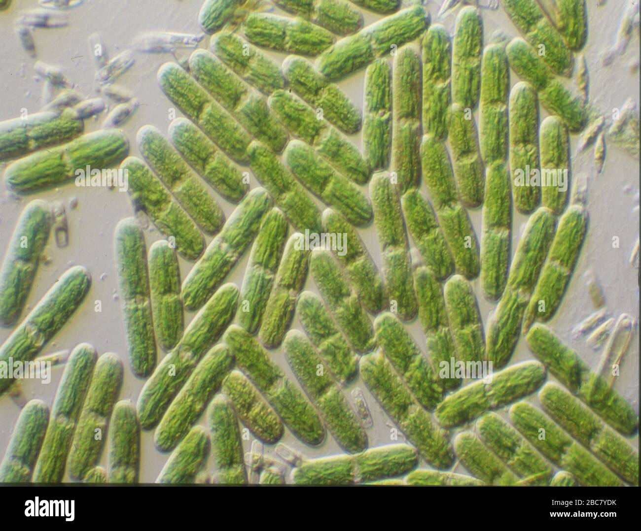 Green algae at high magnification under the microscope Stock Photo - Alamy