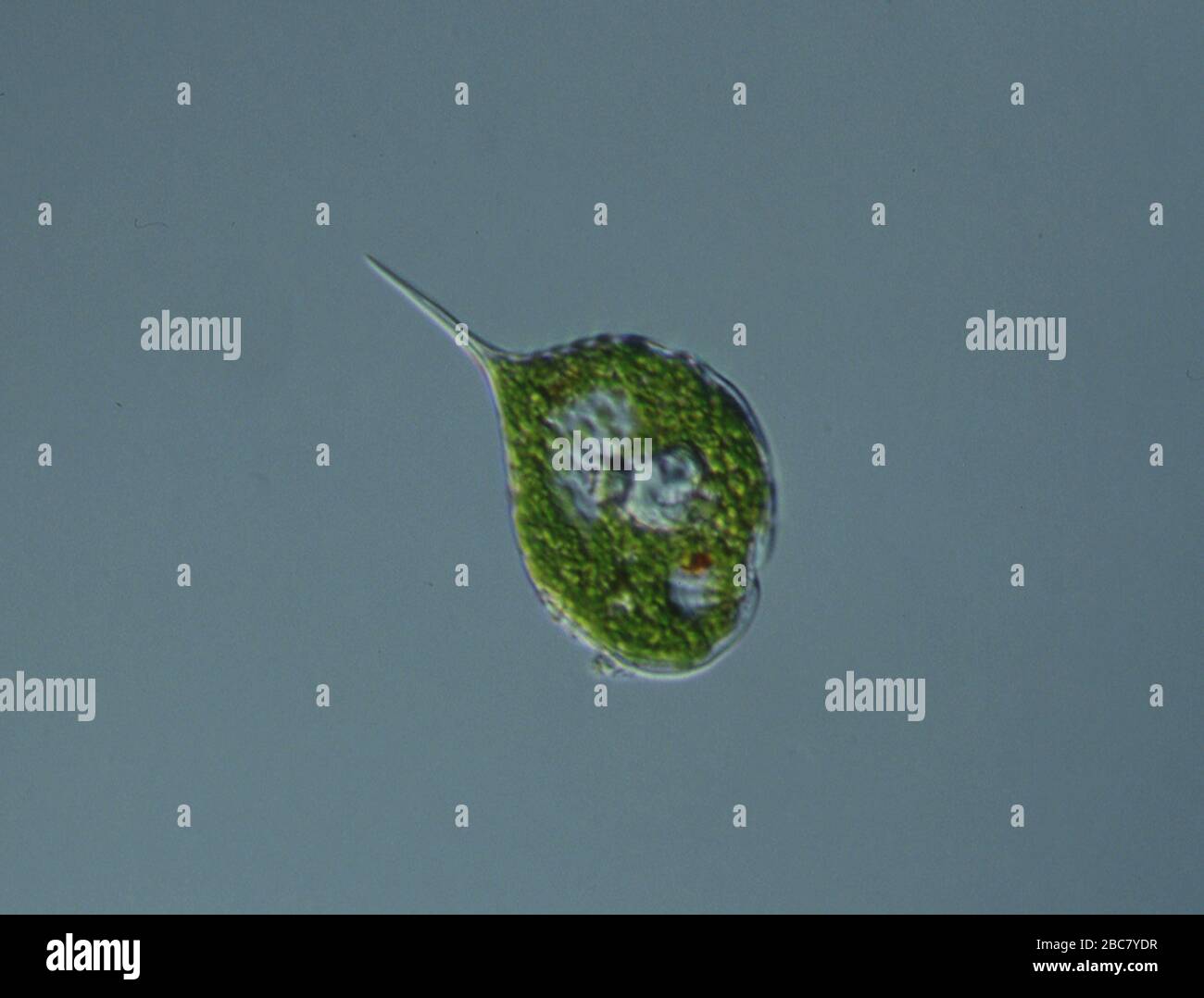 Red-eyed flagella under the microscope Stock Photo - Alamy