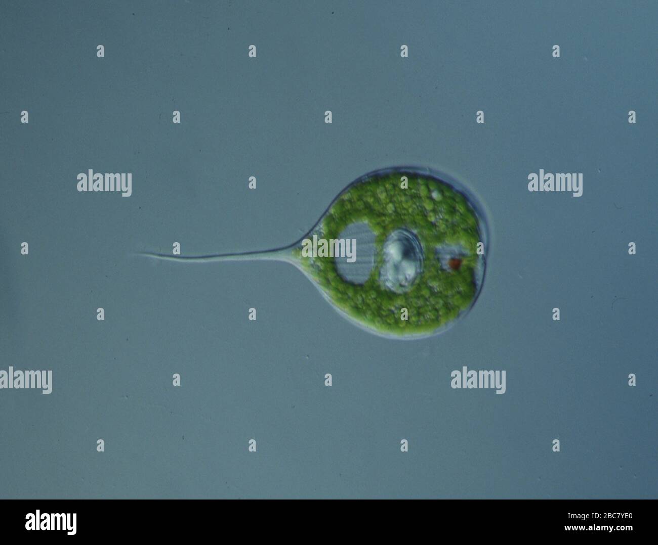 Red-eyed flagella under the microscope Stock Photo - Alamy