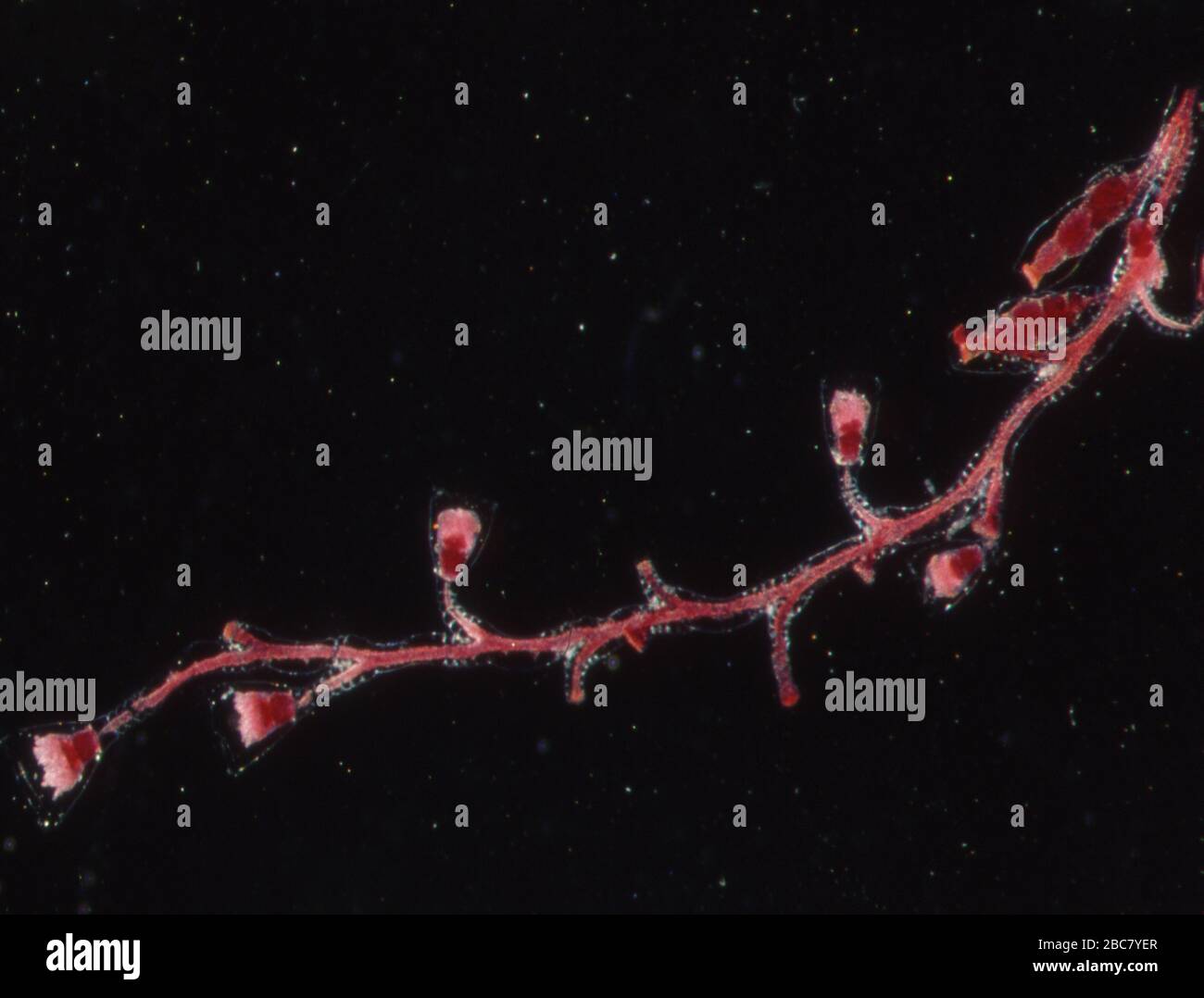 red polyp stick under the microscope Stock Photo - Alamy