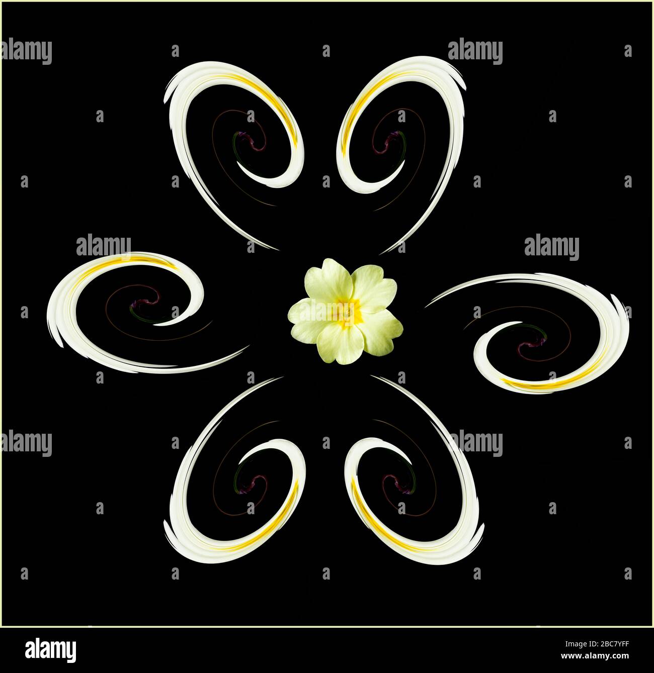 Primrose swirls abstract Stock Photo - Alamy