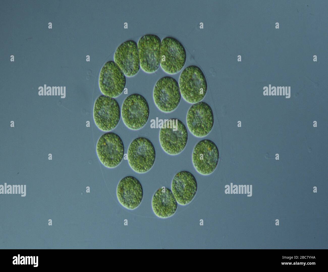 Green algae at high magnification under the microscope Stock Photo - Alamy