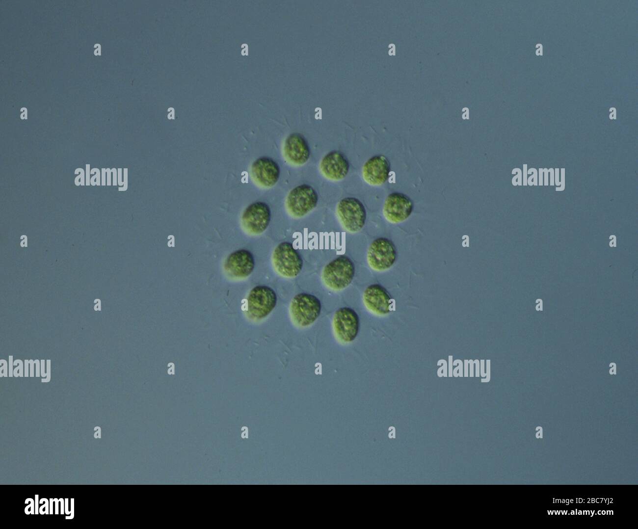 Green algae at high magnification under the microscope Stock Photo - Alamy