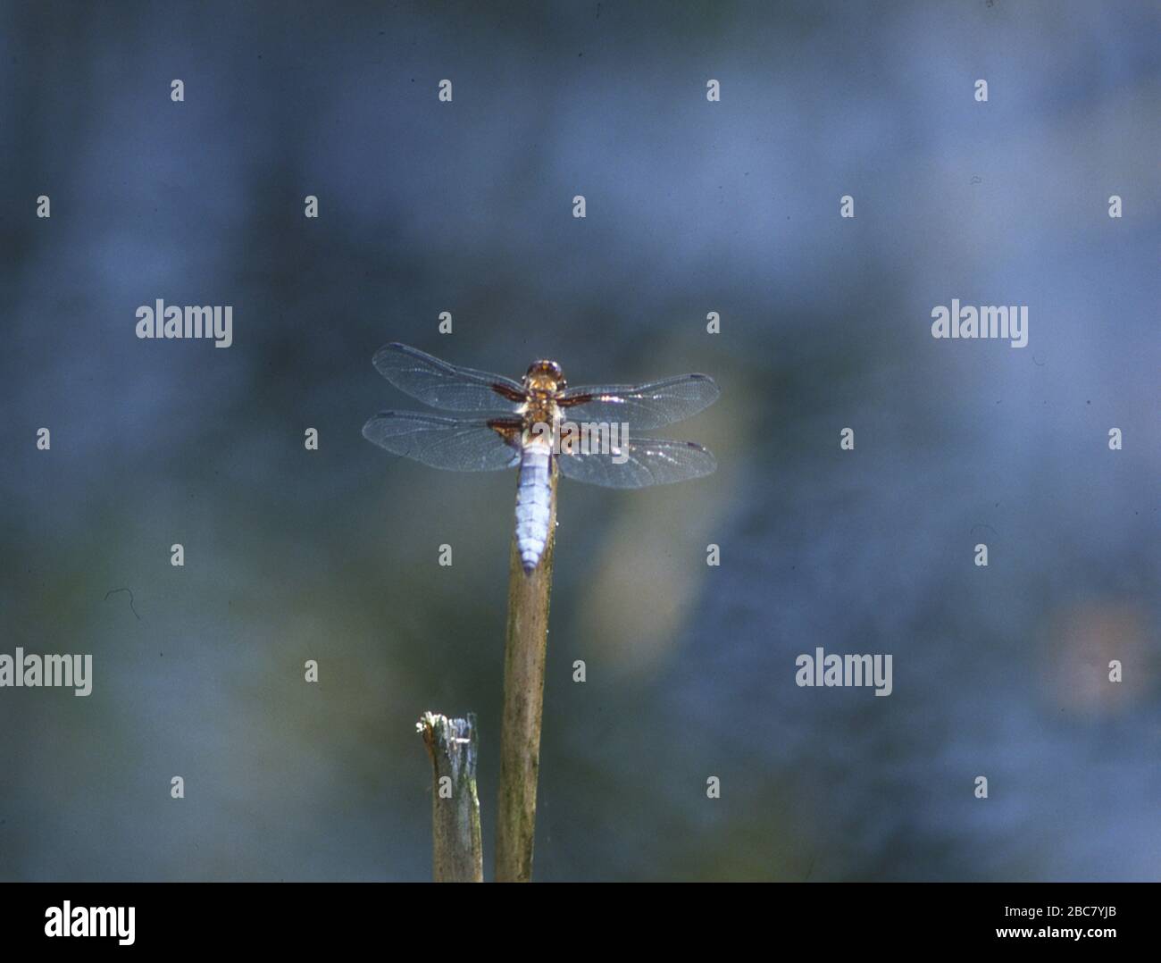 Flat bellied hi-res stock photography and images - Alamy