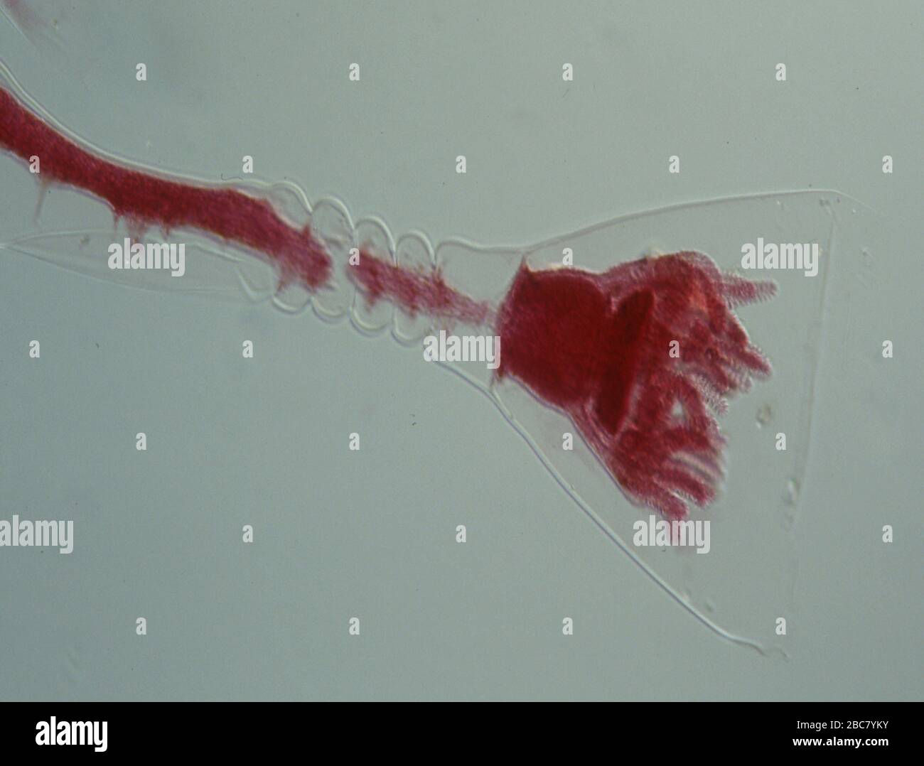 Coral polyp microscope hi-res stock photography and images - Alamy