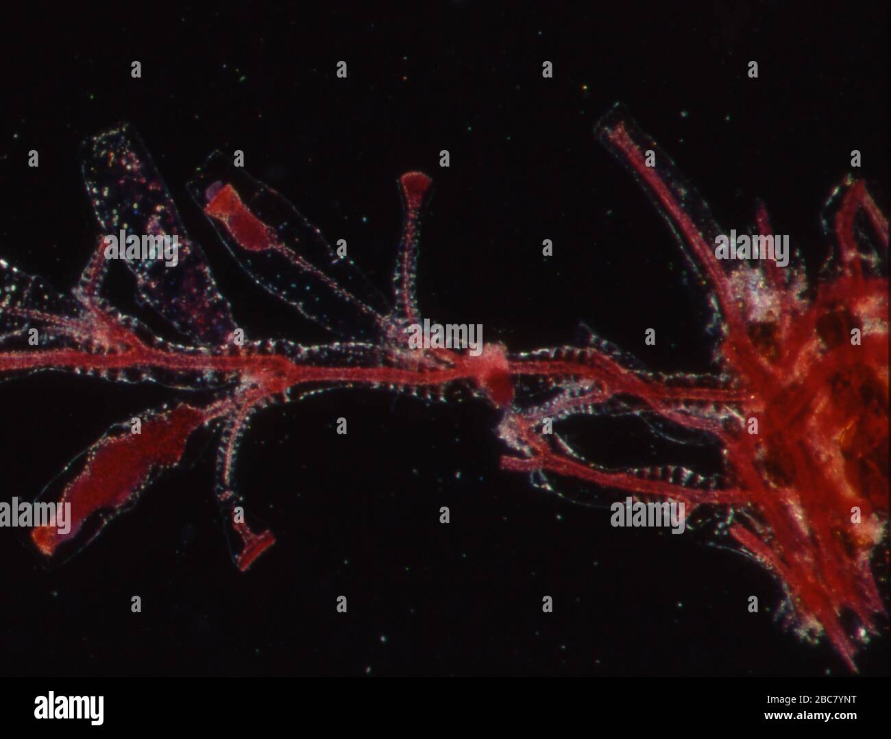 red polyp stick under the microscope Stock Photo - Alamy