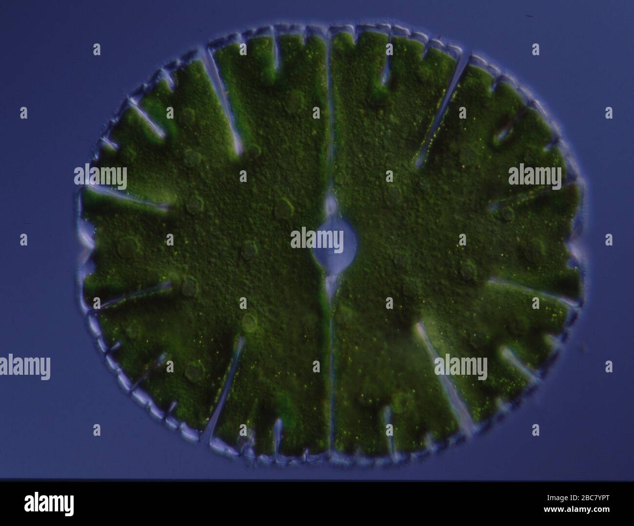 Algae under microscope hi-res stock photography and images - Alamy