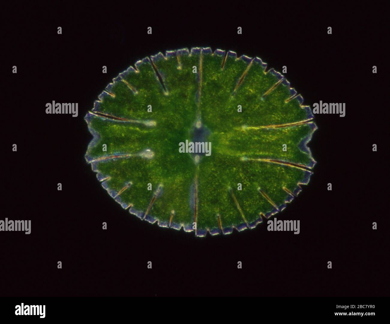 Ornamental algae Micrasterias under the microscope Stock Photo - Alamy