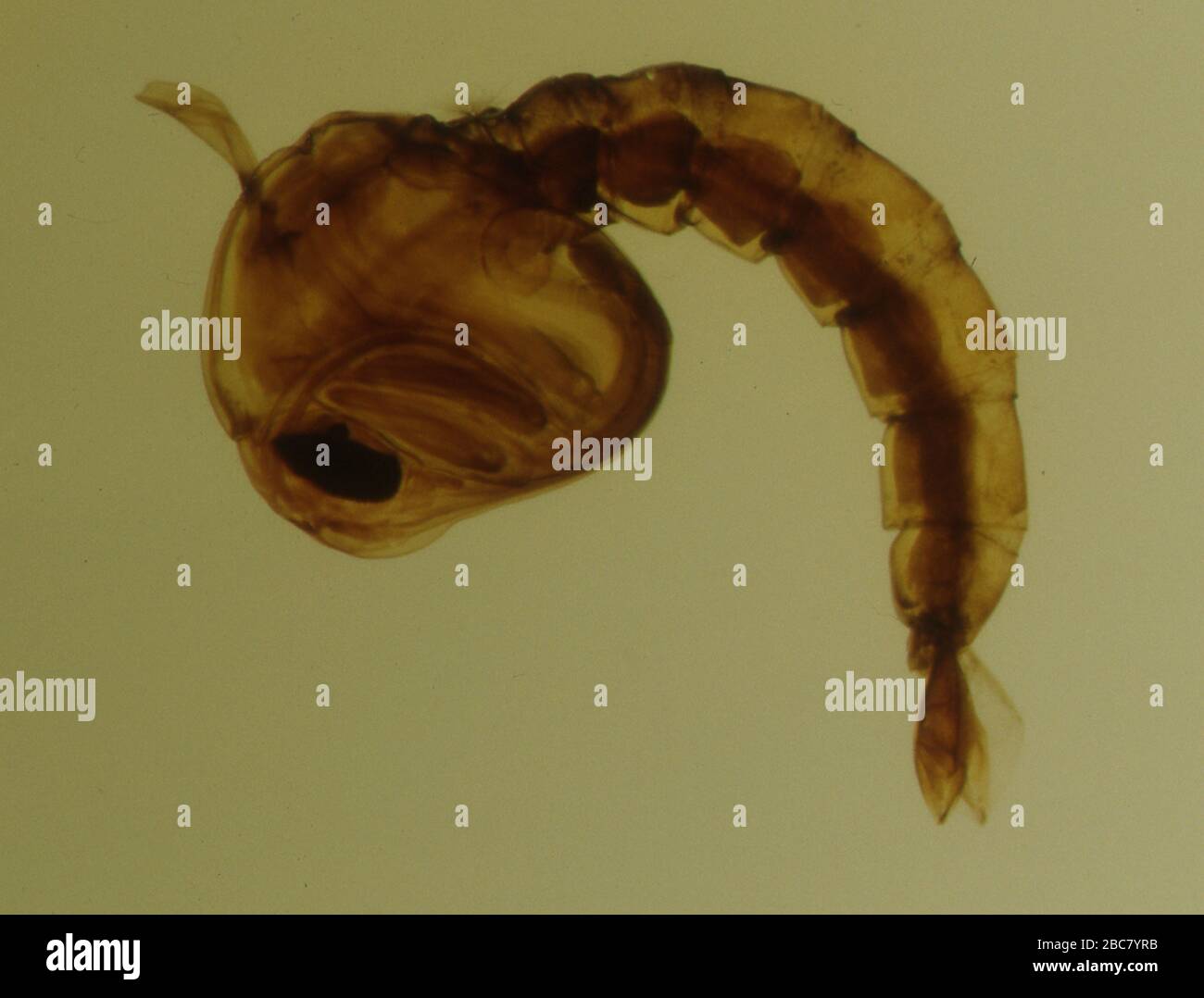 Mosquito larvae under the microscope Stock Photo - Alamy