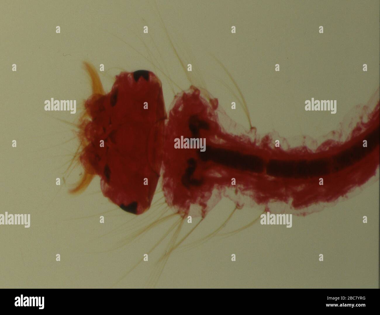 Mosquito larvae under the microscope Stock Photo - Alamy