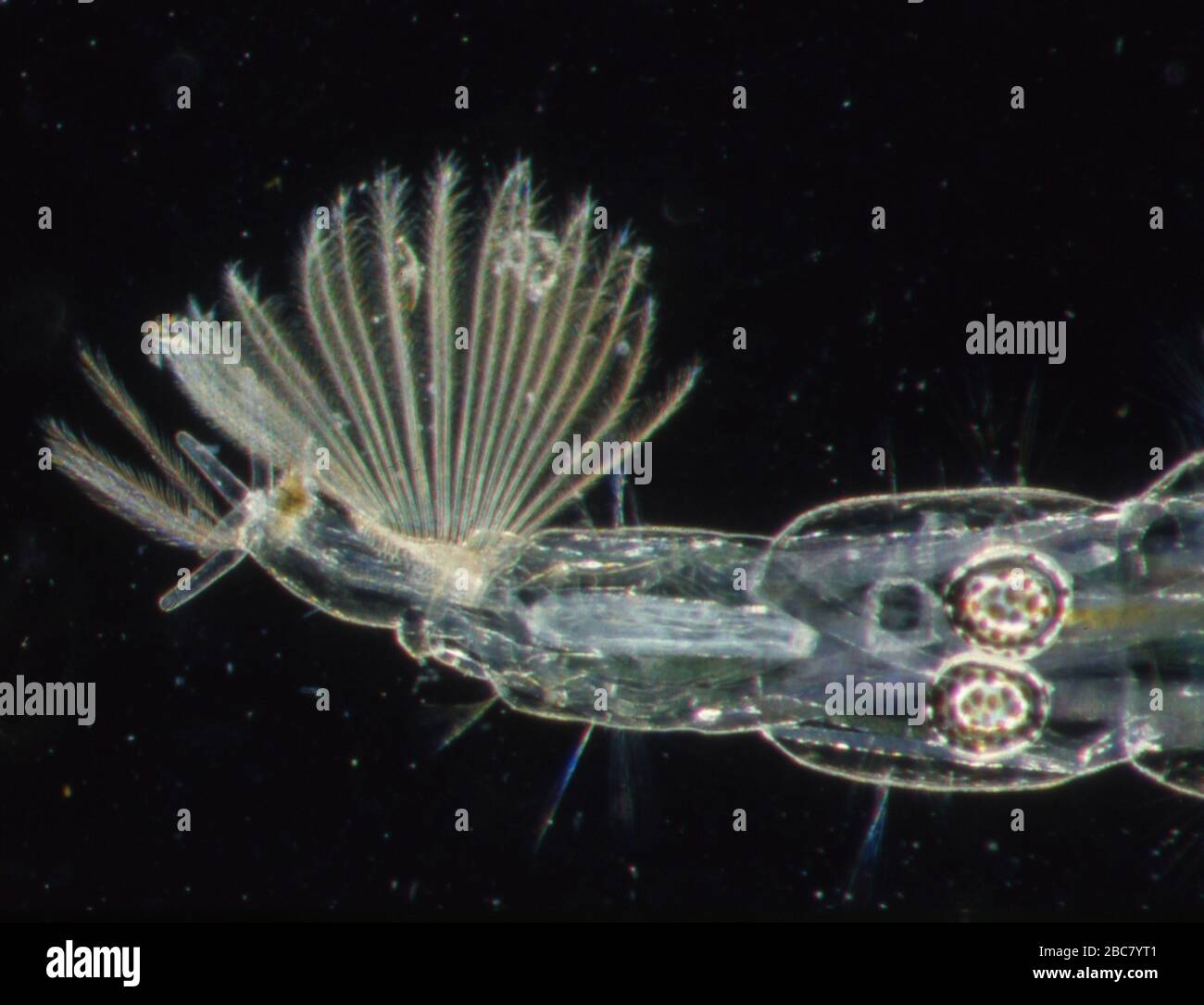 Mosquito larvae under microscope hi-res stock photography and images ...