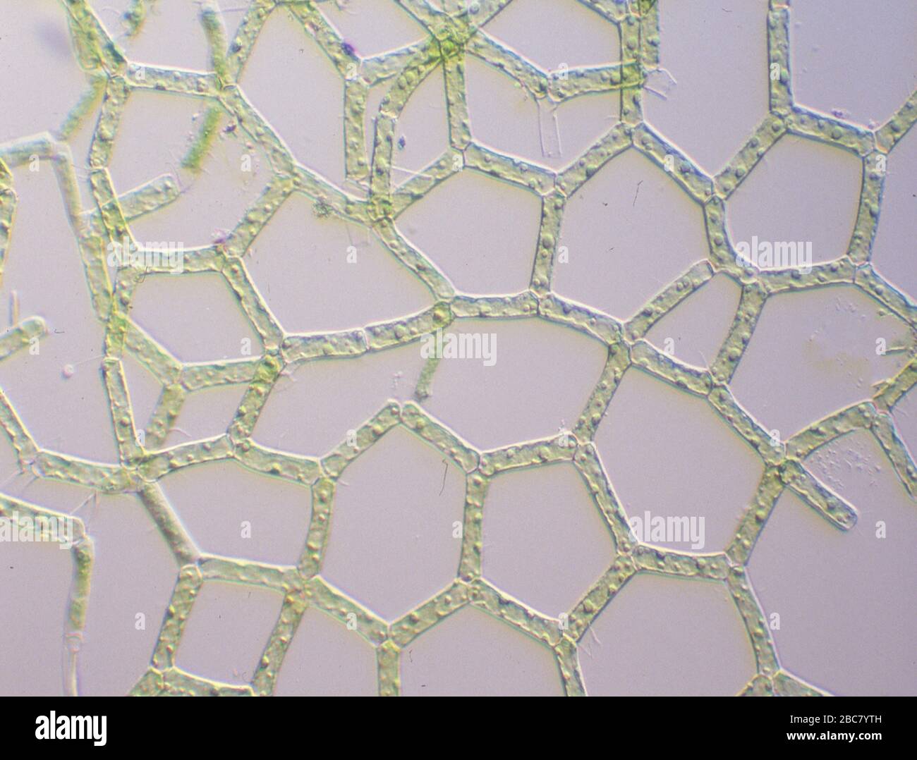 Green algae at high magnification under the microscope Stock Photo - Alamy