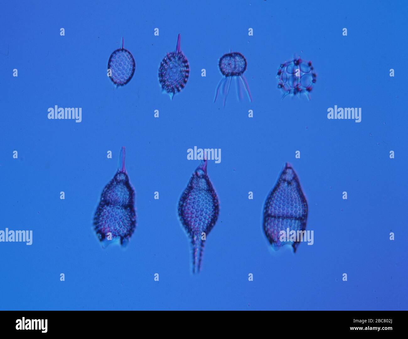 tiny radiolaria under the microscope Stock Photo - Alamy