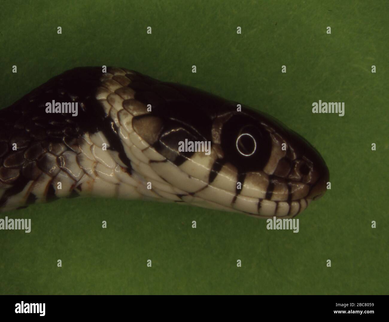 Head of grass snake with eyes and mouth Stock Photo - Alamy