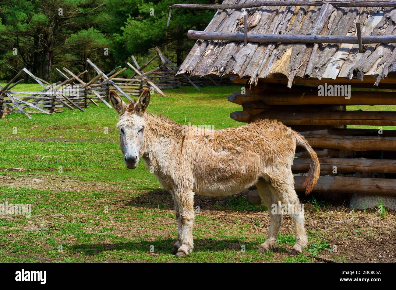 A donkey stands in a fenced-in historical barnyard at David Crockett ...