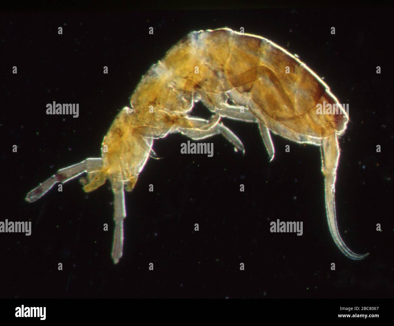 Springtail insect hi-res stock photography and images - Alamy