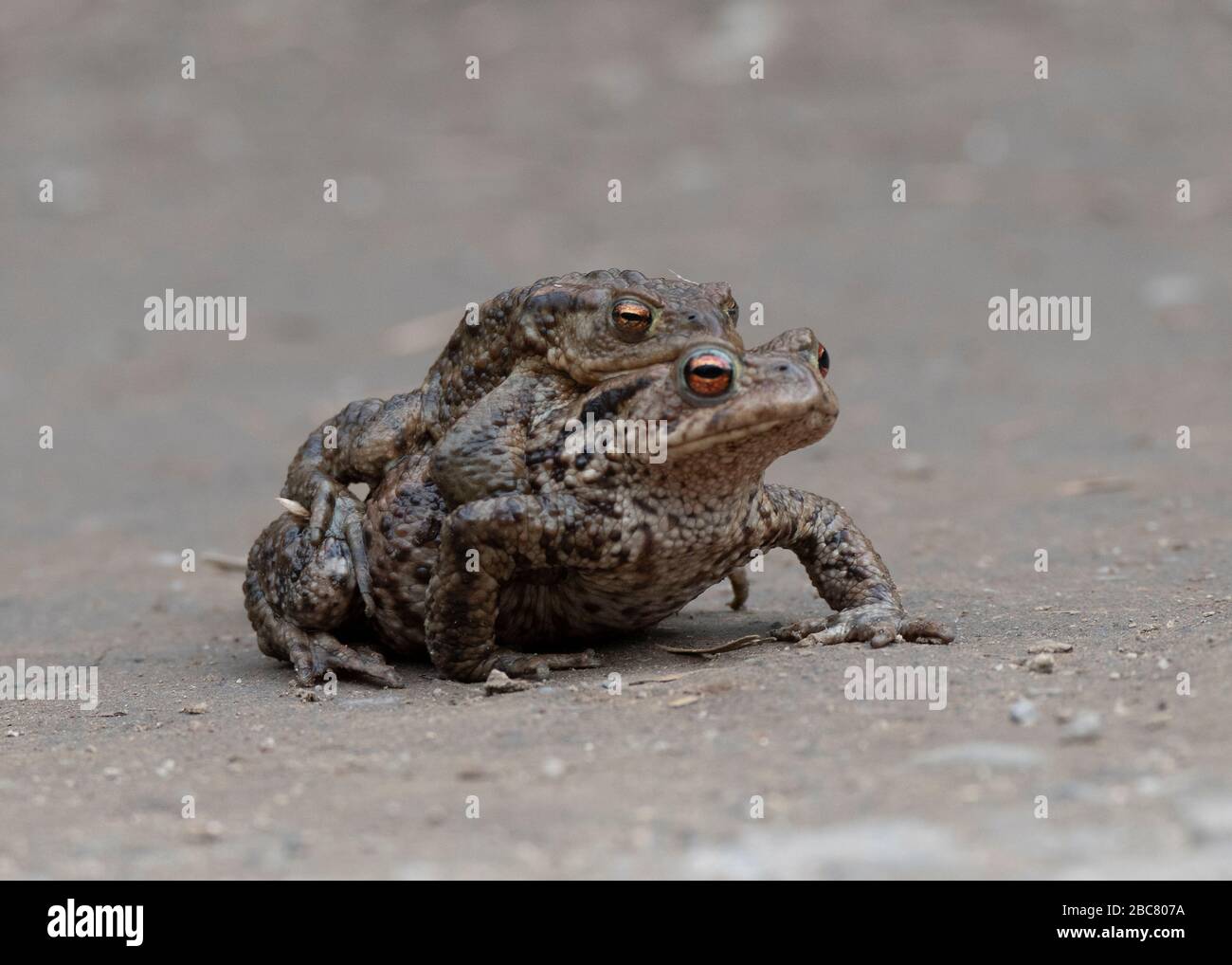 Common Toad (Bufo bufo) female carryijg male to breeding pool, in ...