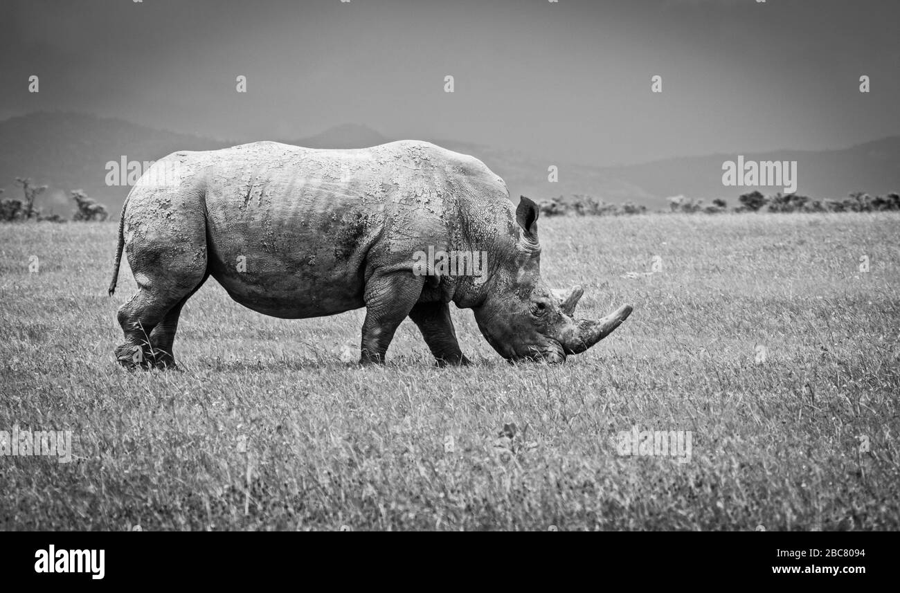 Southern black rhino Black and White Stock Photos & Images - Alamy