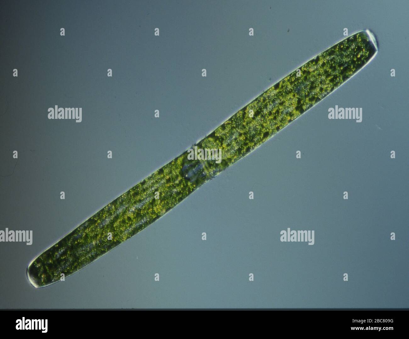 Green algae at high magnification under the microscope Stock Photo - Alamy