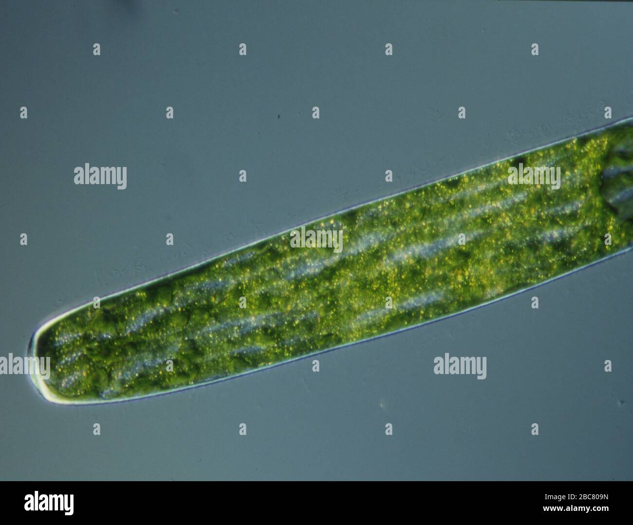 Green algae at high magnification under the microscope Stock Photo - Alamy