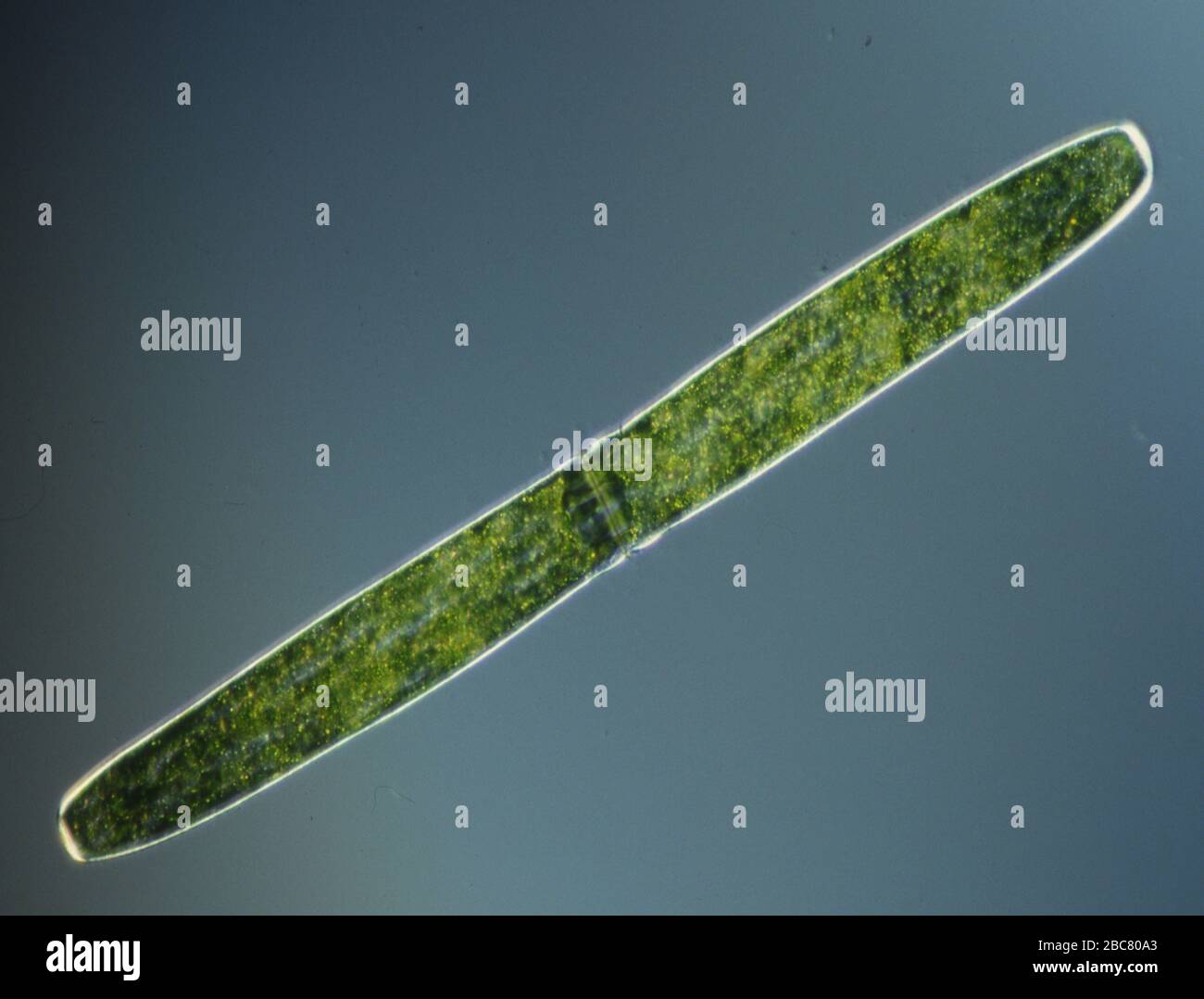 Green algae at high magnification under the microscope Stock Photo - Alamy