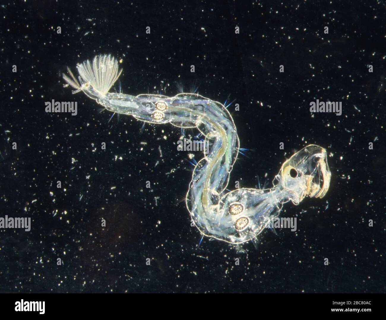 Mosquito larvae under the microscope Stock Photo - Alamy