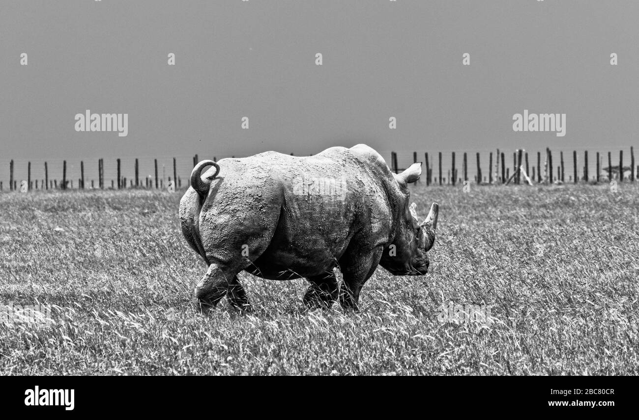 Southern black rhino Black and White Stock Photos & Images - Alamy