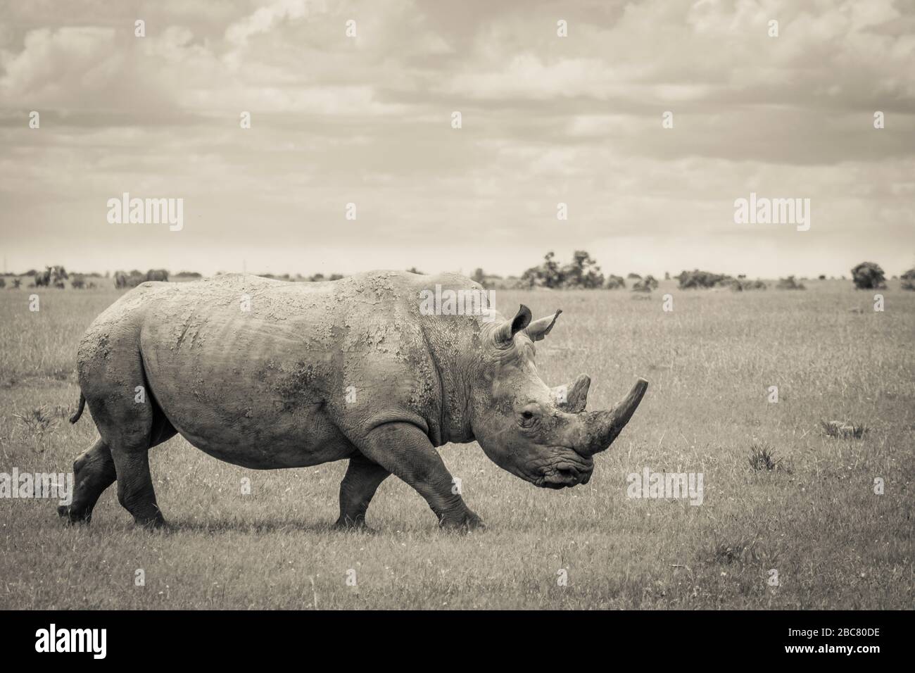 Rhino nose hi-res stock photography and images - Alamy