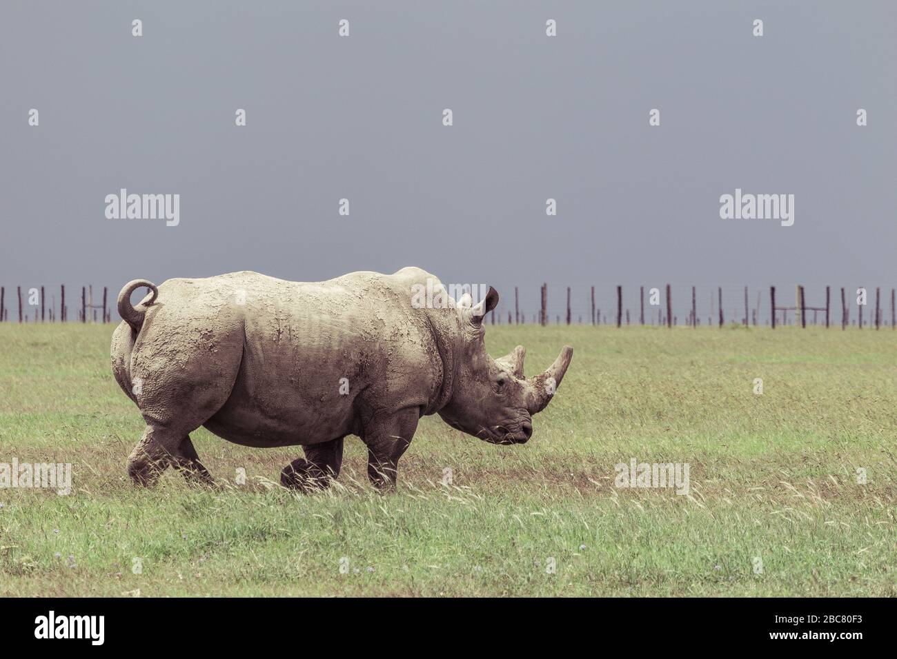 Rhino nose hi-res stock photography and images - Alamy