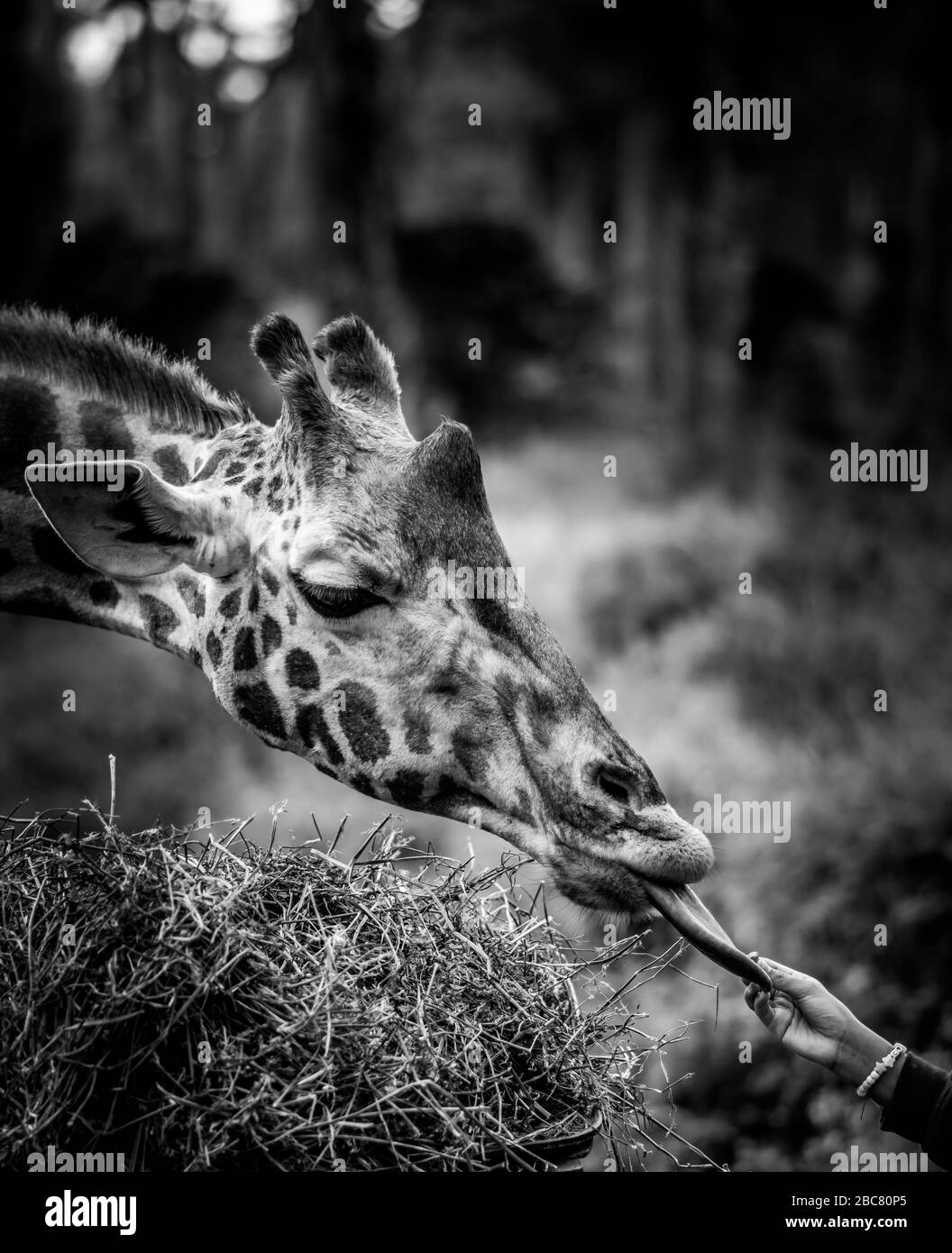 African giraffe picture hi-res stock photography and images - Alamy
