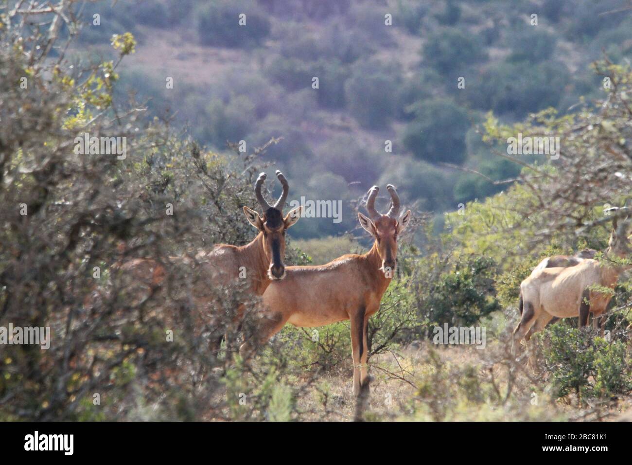 Double Buck at Double Drift Stock Photo - Alamy