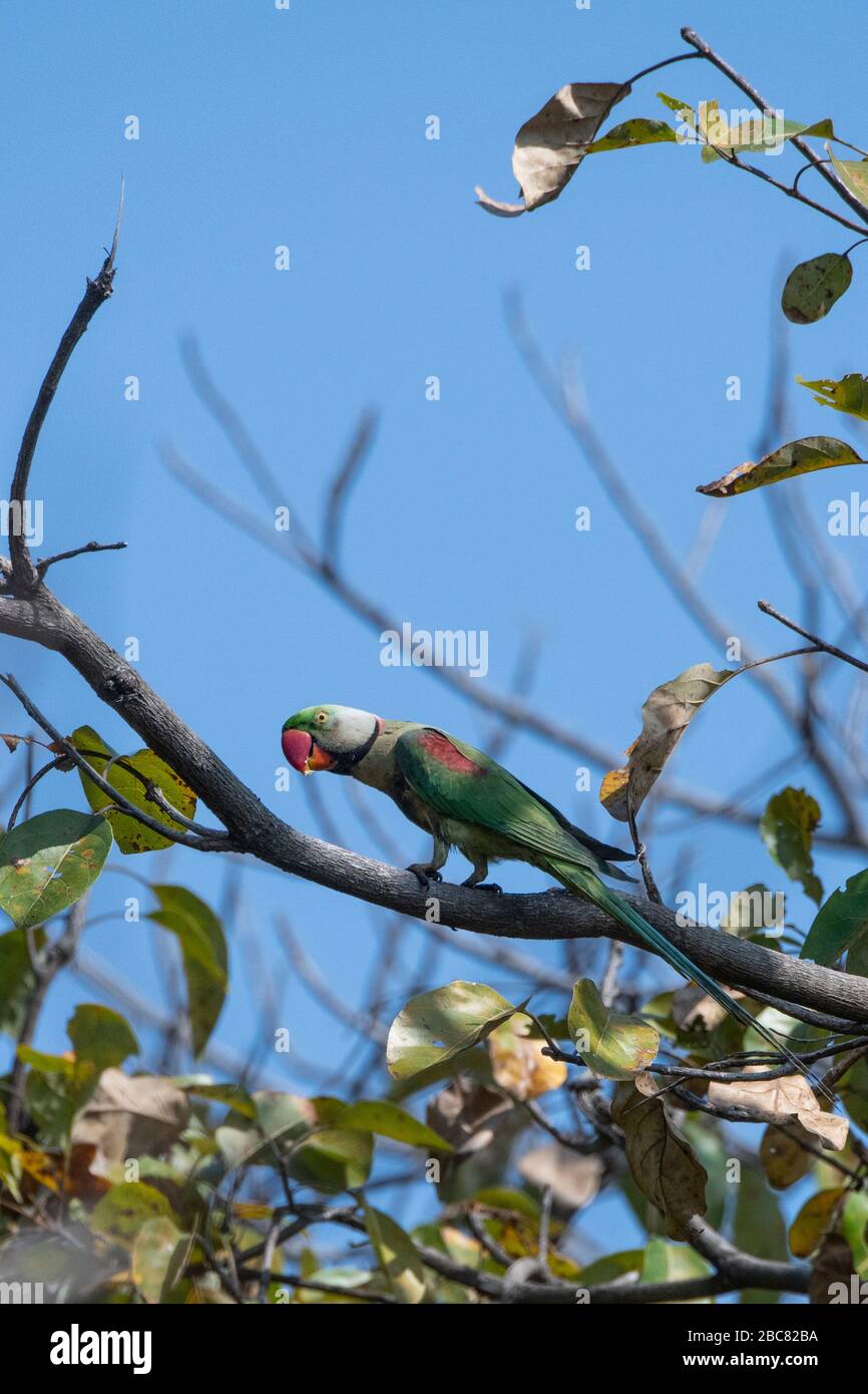 India, Madhya Pradesh, Bandhavgarh National Park. Alexandrine parakeet ...