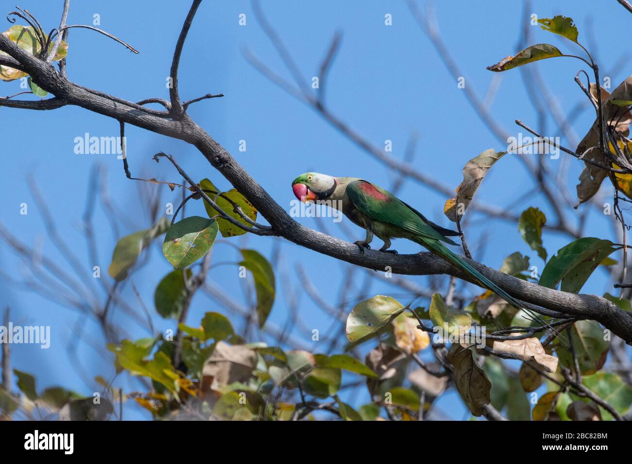 India, Madhya Pradesh, Bandhavgarh National Park. Alexandrine parakeet ...