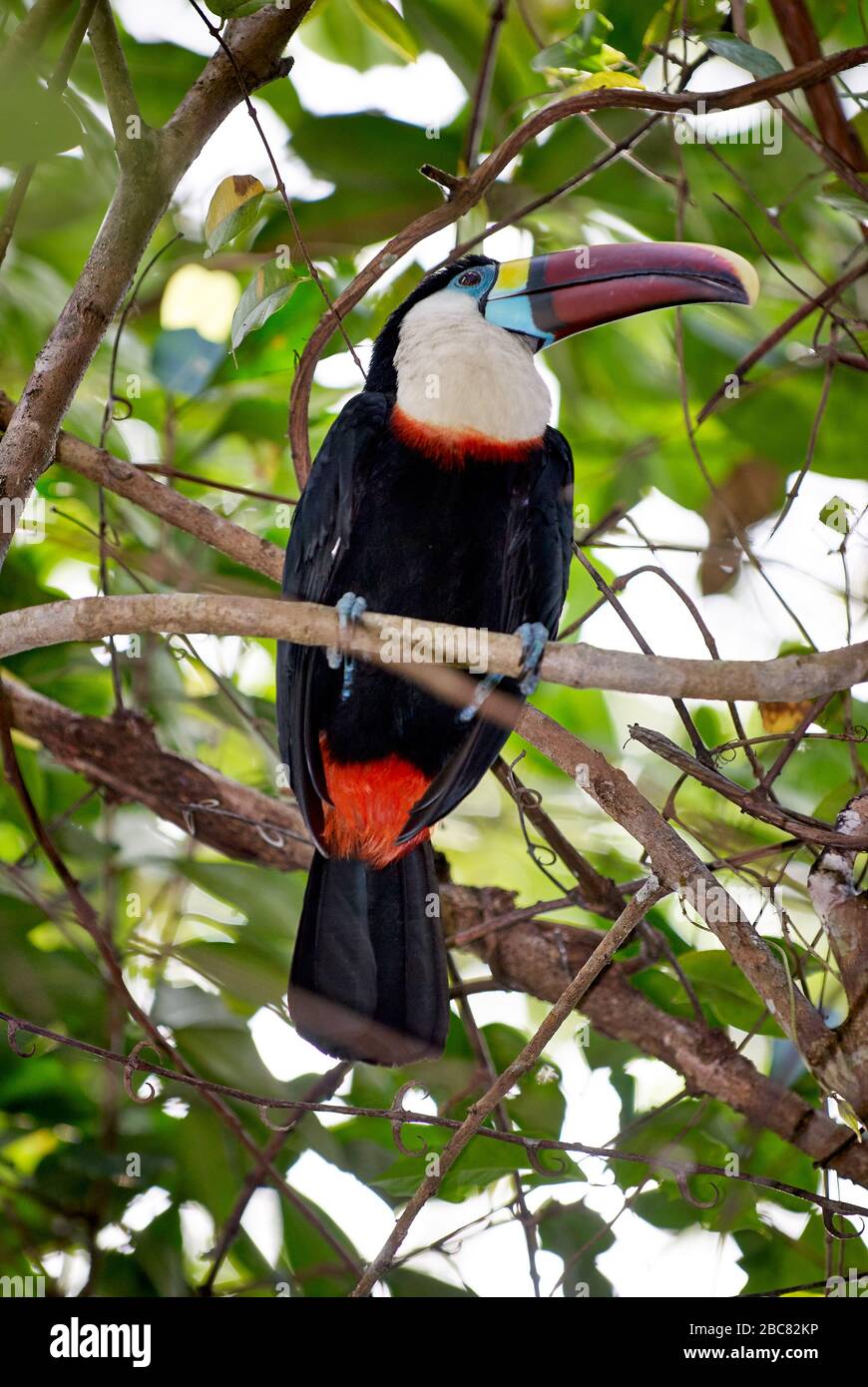 red billed toucan, ramphastos tucanus, sitting in a tree, ORINOCO DELTA ...