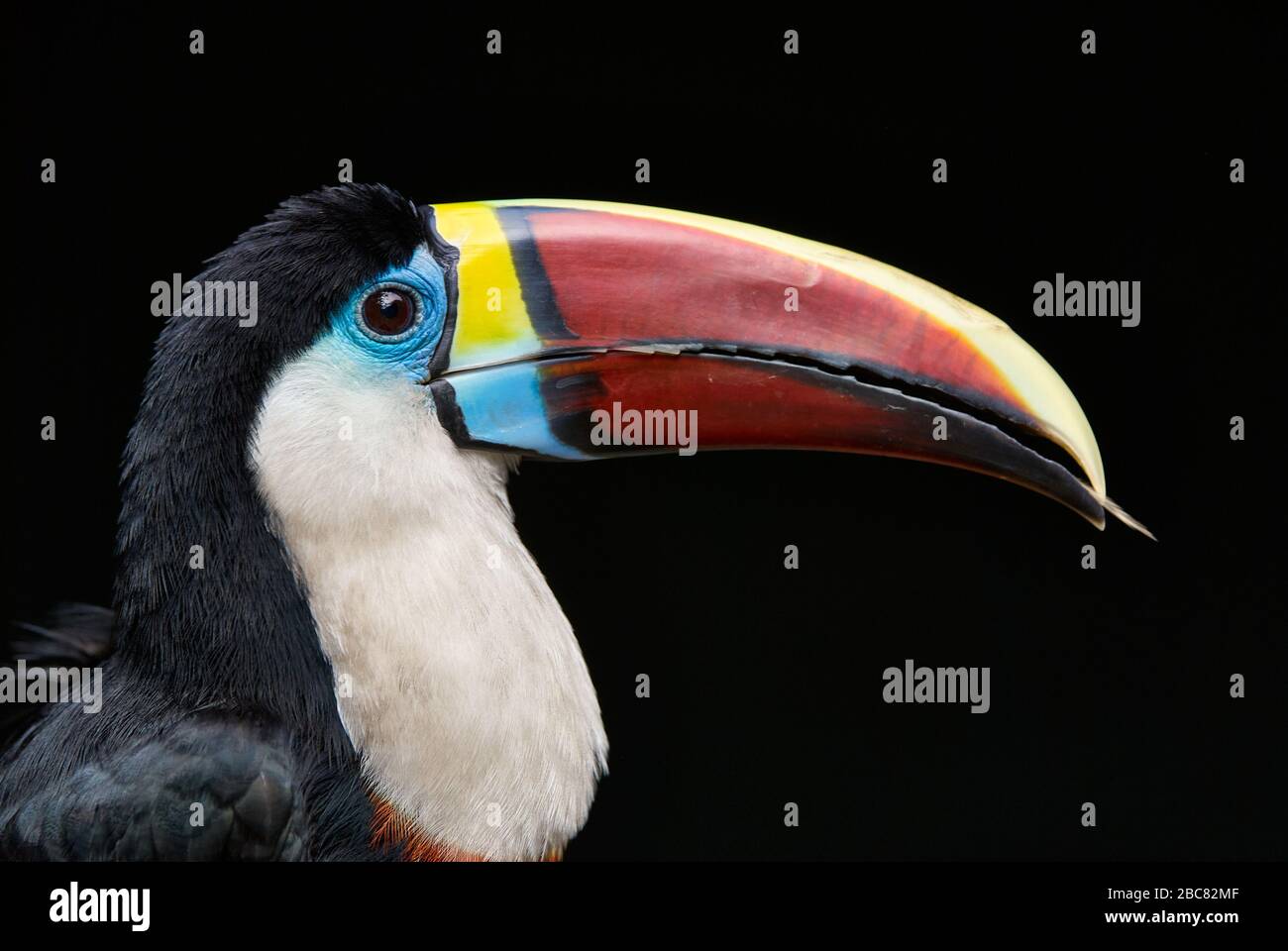 portrait of a red billed toucan, ramphastos tucanus, ORINOCO DELTA ...