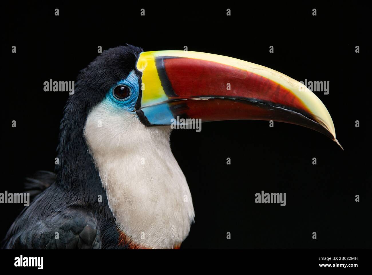 portrait of a red billed toucan, ramphastos tucanus, ORINOCO DELTA ...