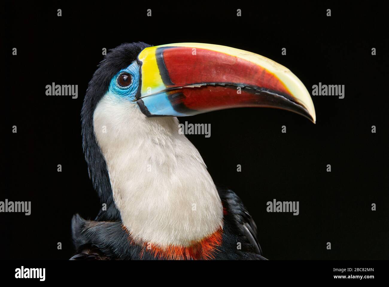 portrait of a red billed toucan, ramphastos tucanus, ORINOCO DELTA ...
